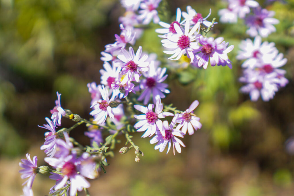 Hiking Nine Mile Run from Frick Park to Duck Hollow