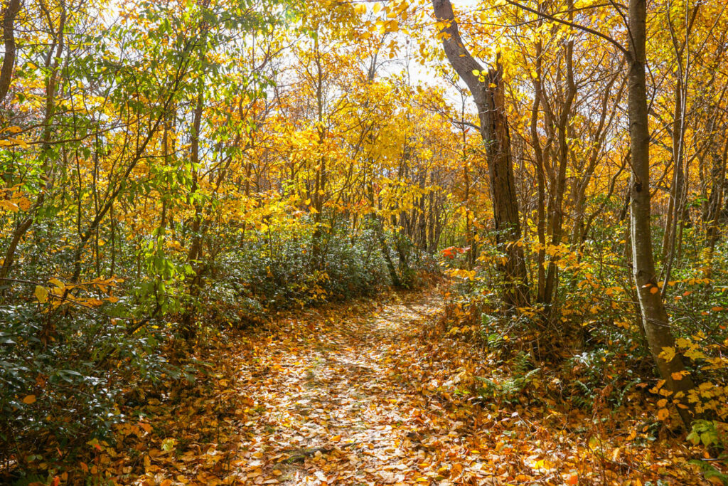 A Brief Visit to Mount Davis - Highest Point in Pennsylvania