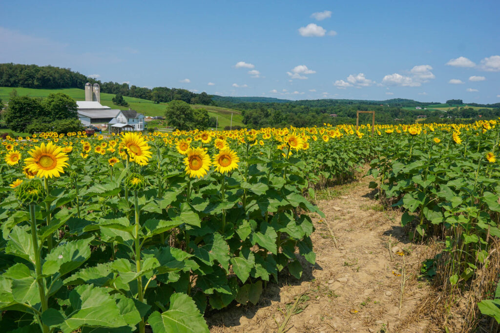 The Best Pick-Your-Own Fruit Farms in Pittsburgh