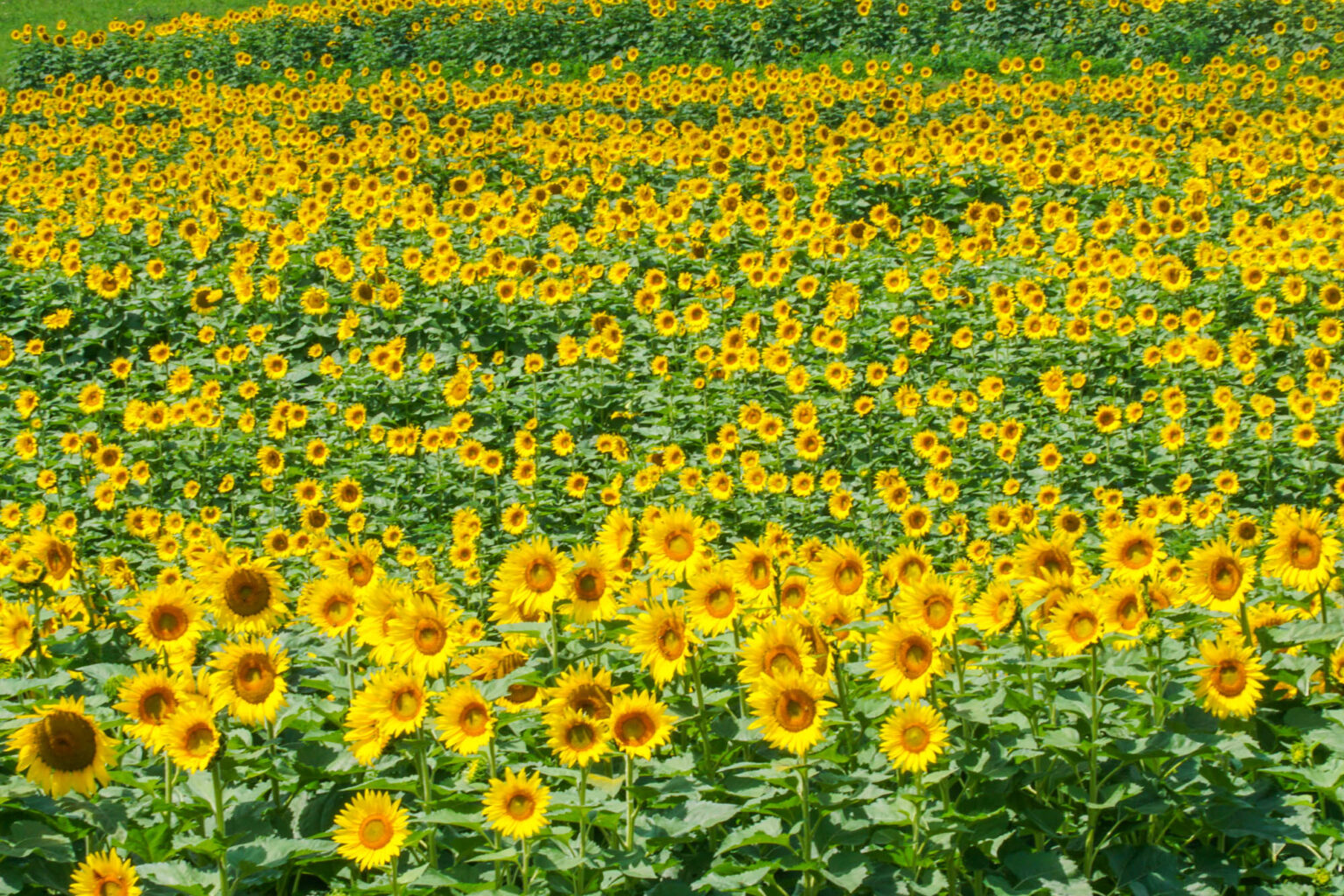 Schwirian Farm Sunflower Festival is a Must Visit