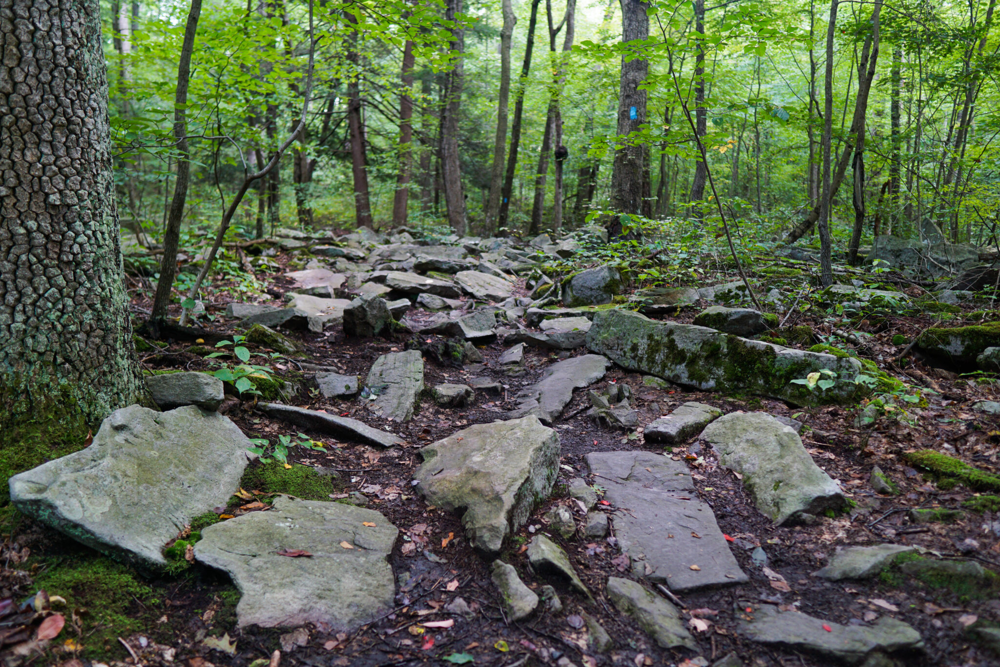 Linn Run State Park is a Quick Stop in the Laurel Highlands