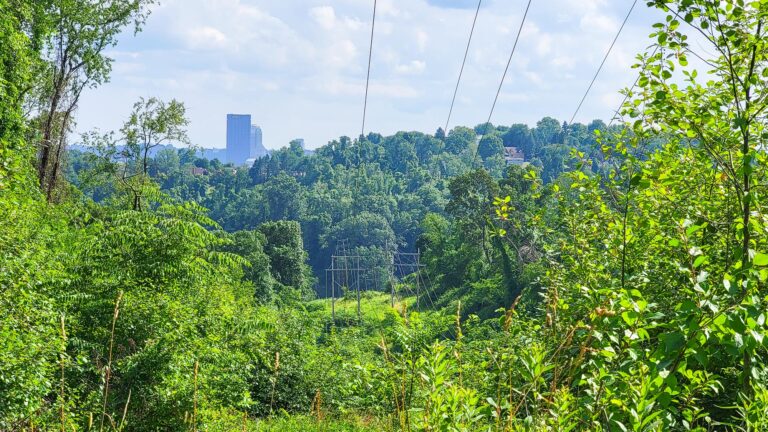 A Quick Trip Into Nature at Girty's Woods Near Millvale