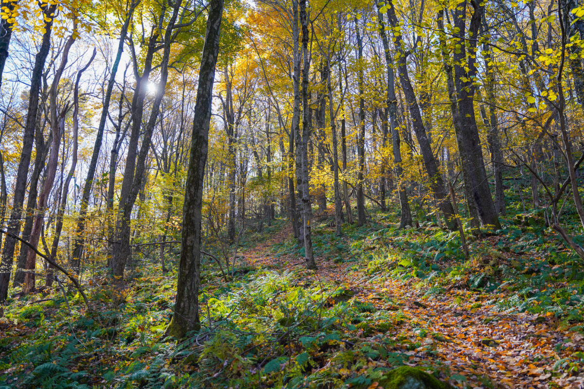 A Quick Hike Around Kooser State Park - A Smaller Gem