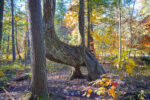 A Quick Hike Around Kooser State Park - A Smaller Gem