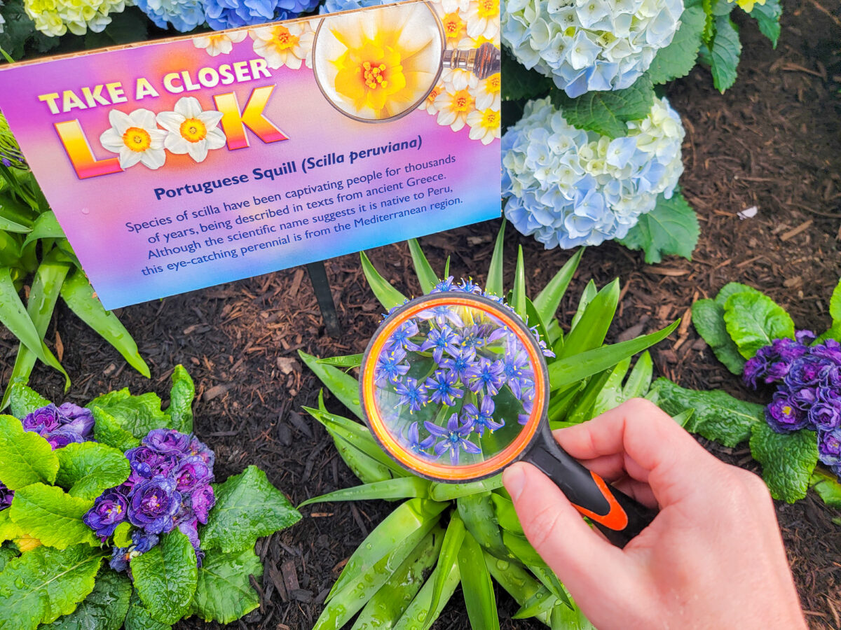 Phipps Conservatory's Spring Flower Show - A Closer Look